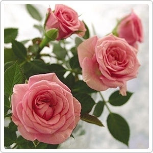 MAICA DOMNULUI: FLORIILE