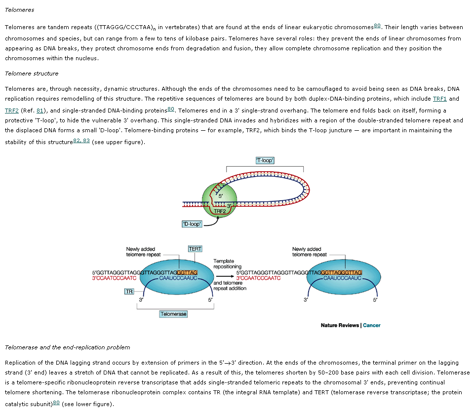 Telomere, D-loop, T-loop, 3' single-strand overhang | Tài Liệu Khoa Học ...