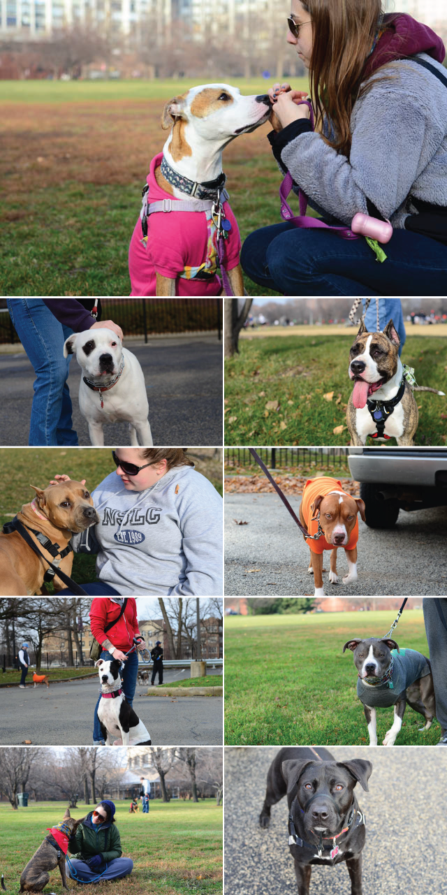 Two Pitties in the City: SociaBulls: The "Underground World" of Pit ...