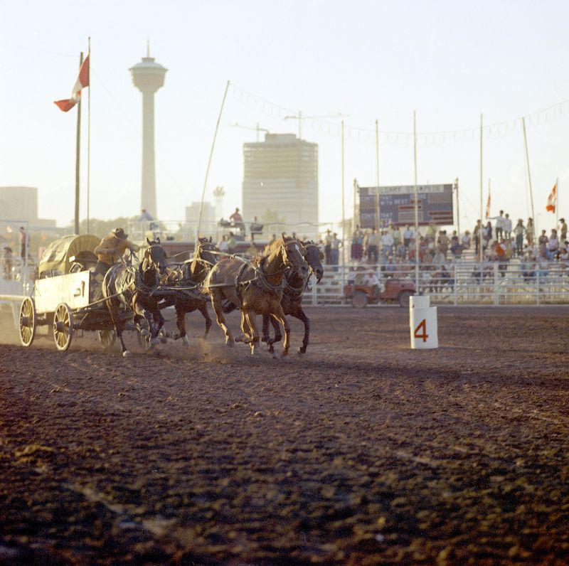 The Calgary Stampede: One of the Largest Outdoor Rodeos in the World ...
