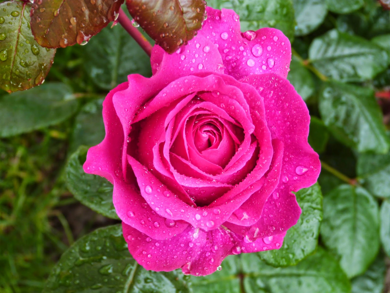 Un jardin, des fleurs: Roses, fraises, framboises... sous la pluie
