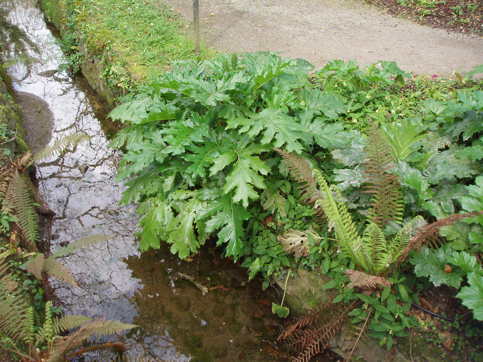 METIDO EN JARDINES: El Acanto, famoso por sus hojas...