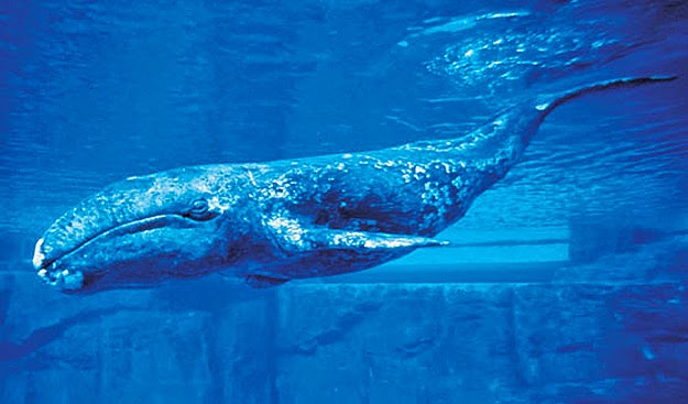 ANIMALES DEL MUNDO : la ballenas