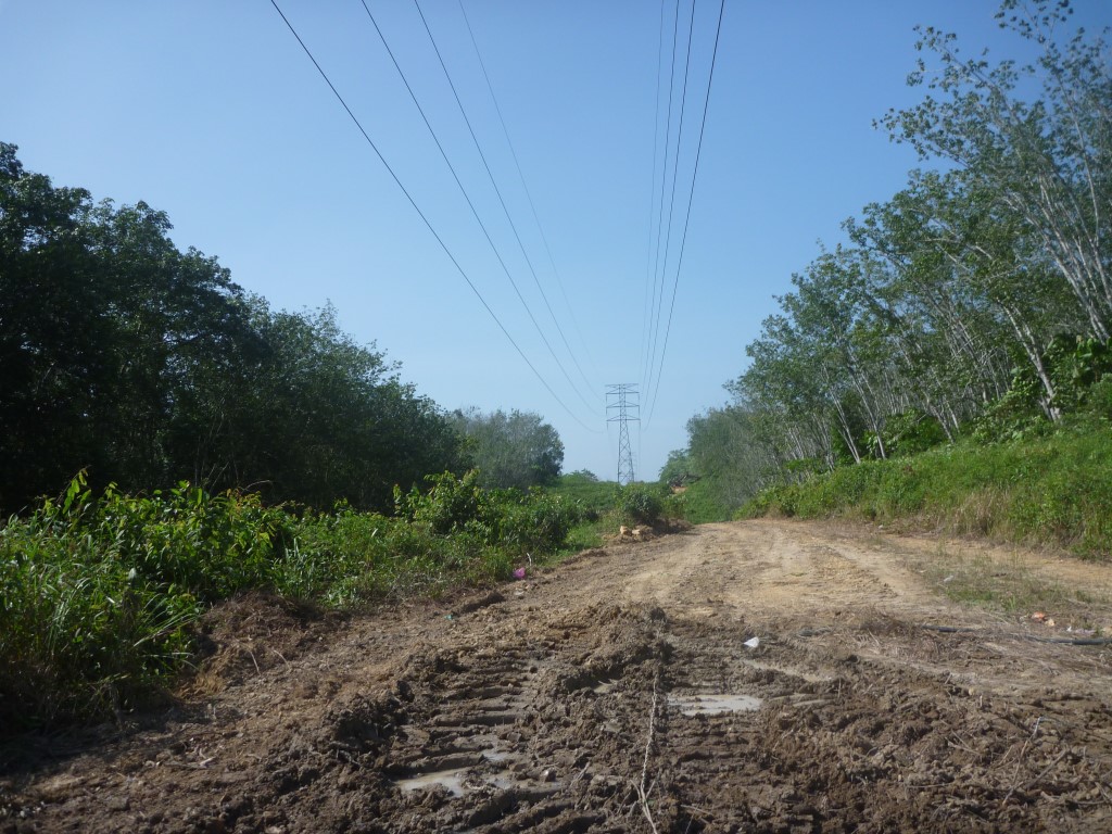 TFK-Agriculture: 26/12/2011: Bawa adik-adik melawat kebun