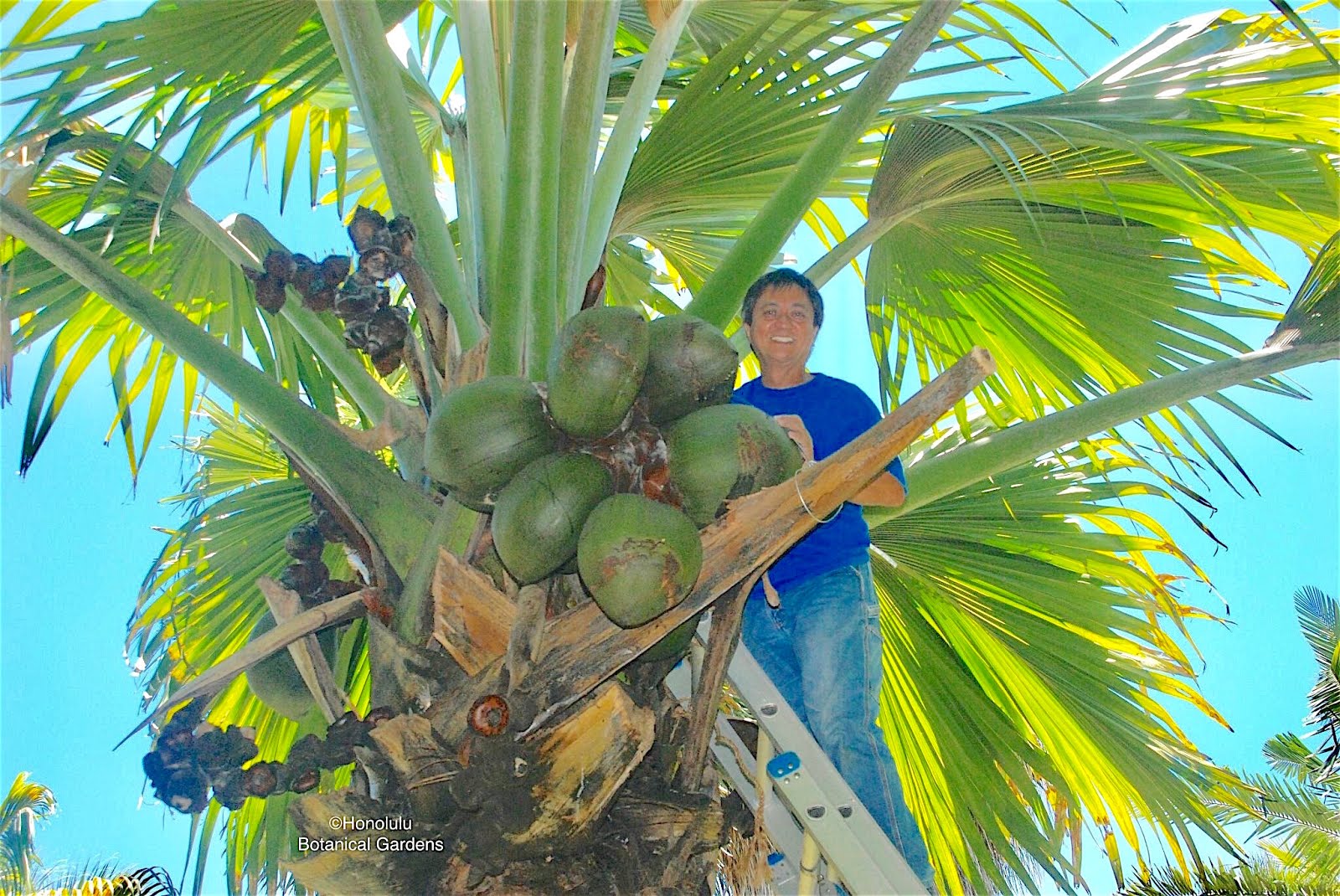 A Wandering Botanist: Playing Cupid for the Double Coconut