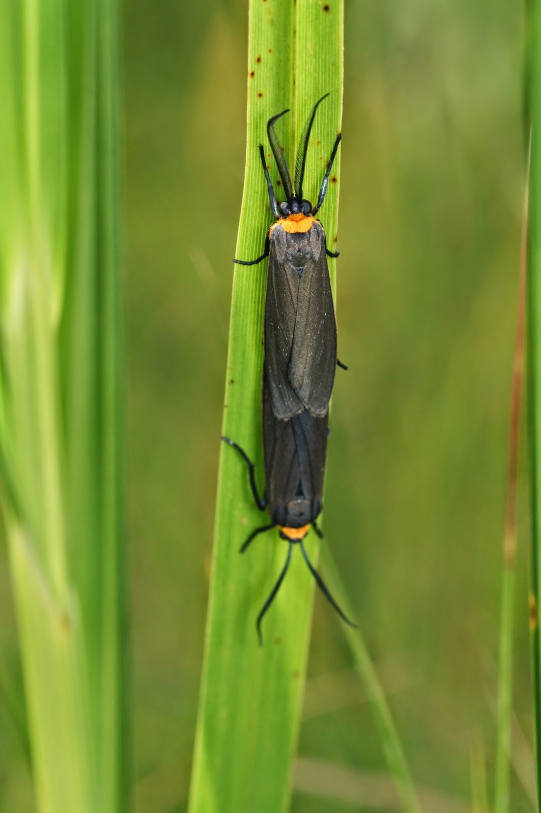 Salt marsh entomologist blog