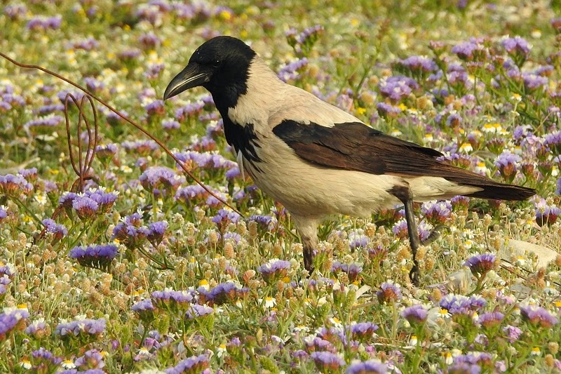 Outdoor Photography: Vogels van Cyprus