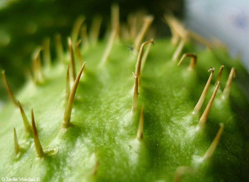 Sangrando en verde: Chayotes de México en abrigo de almendras con ...