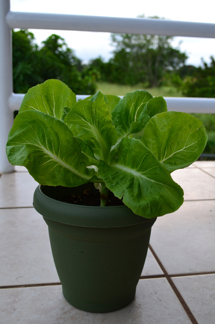 Container Gardening in Puerto Rico: Roll Call