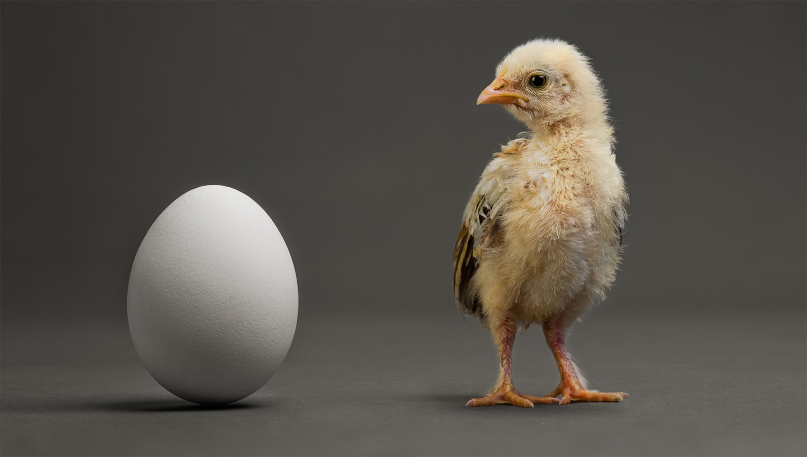 El RincÓn Del TeÓlogo Adventista El Huevo O La Gallina ¿qué Fue Primero