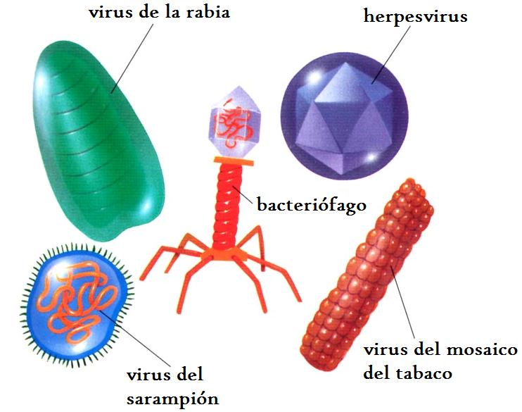biologia2bachcamp: VIRUS
