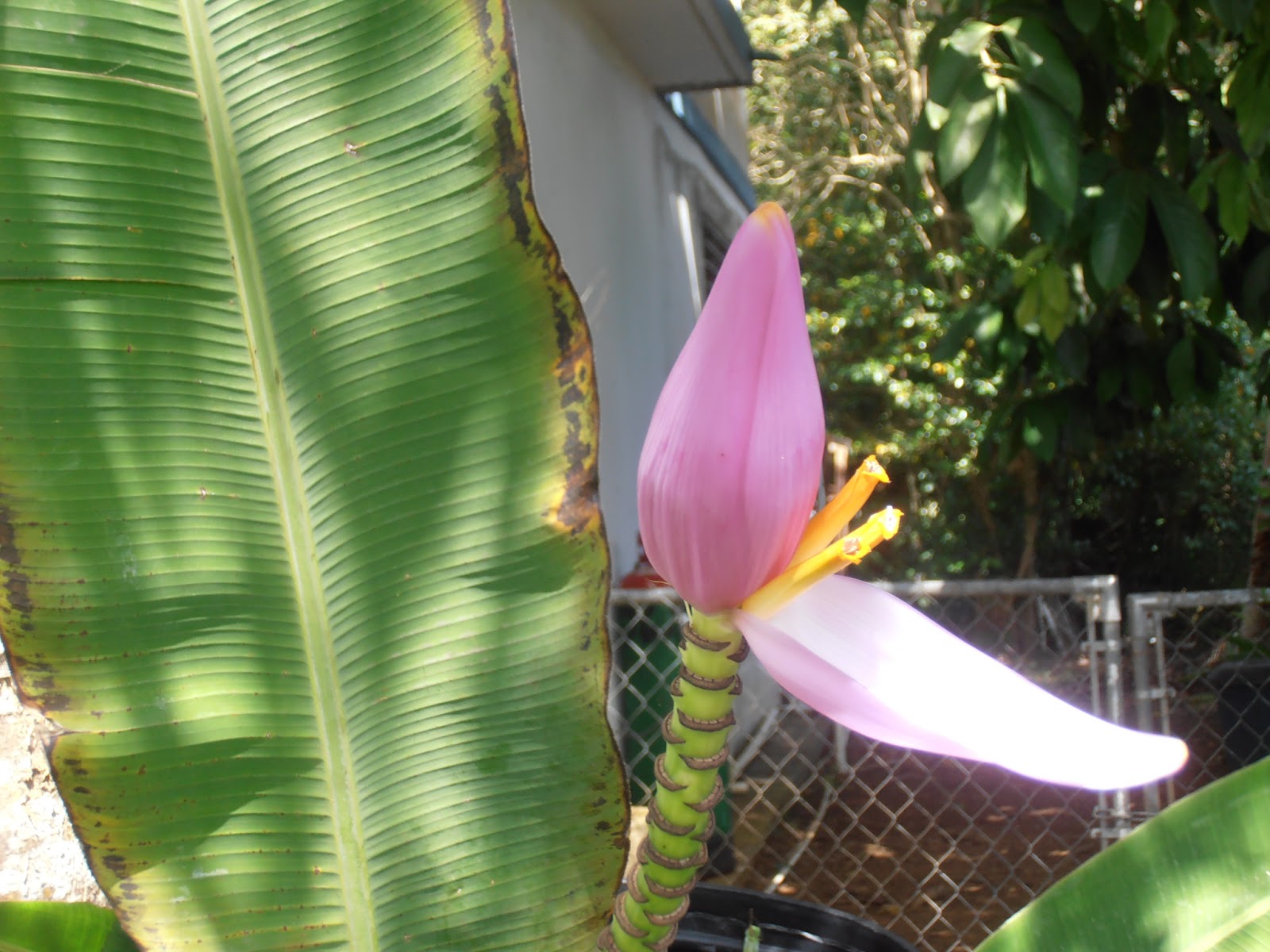 Flora de Puerto Rico Ilustrada Papo Vives: MUSACEAE---MUSA VELUTINA ...