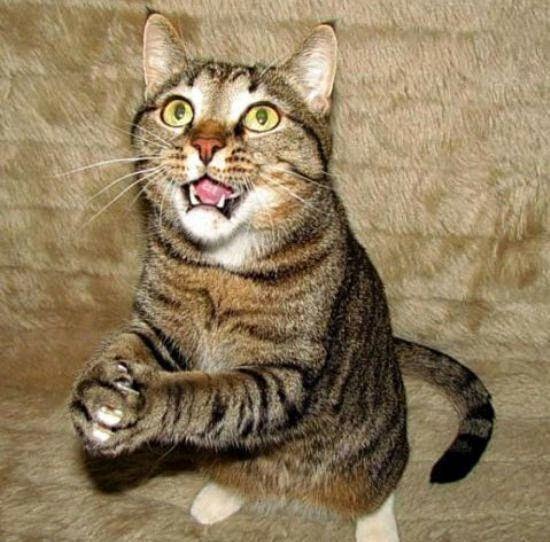 A ORAÇÃO DE UM GATO