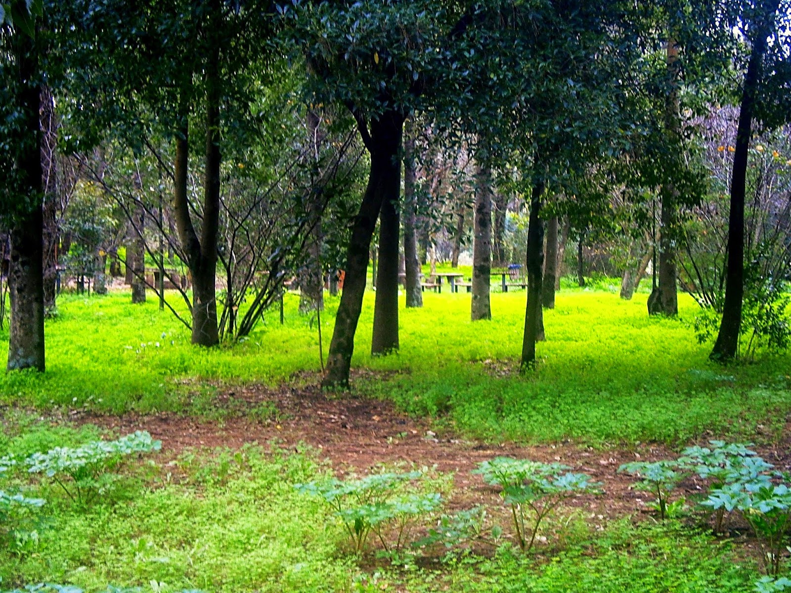 "Sua Maldade"...: Parque Florestal de Monsanto - Lisboa