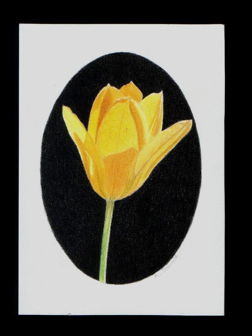 Rajzolni tanulok: Sárga tulipán 2