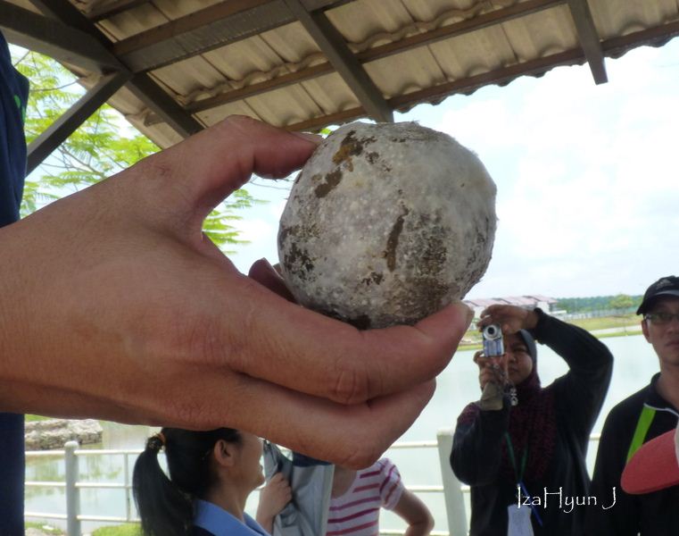 Living To Explore: JBS Earth Day Program : EM Mud Ball
