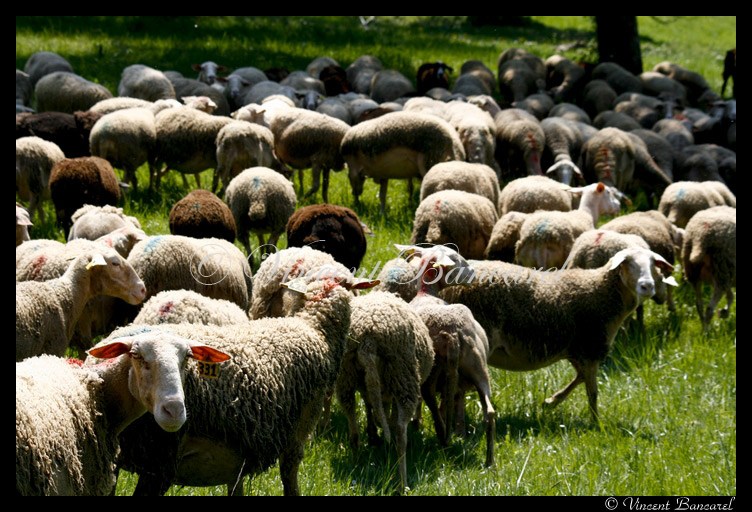 Focus nature: Brebis