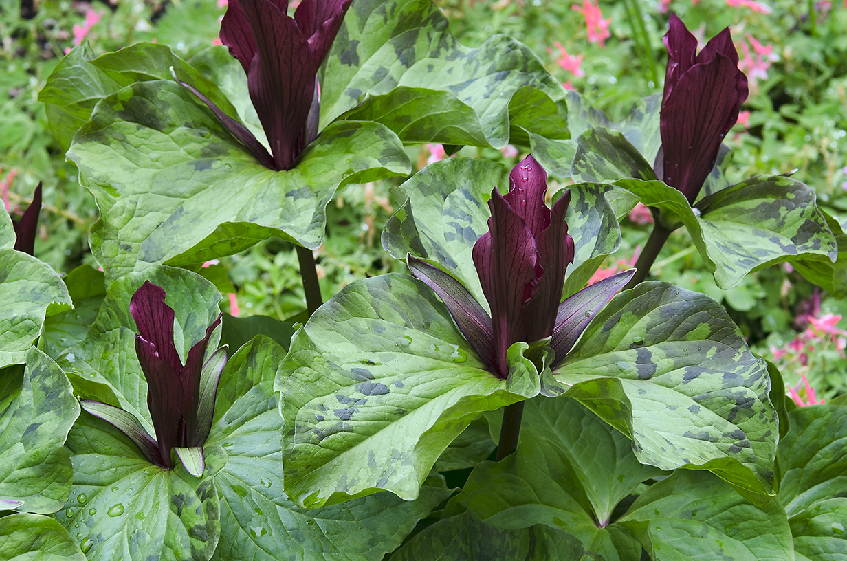 Linda Cochran's Garden: Trillium chloropetalum 'Volcano'