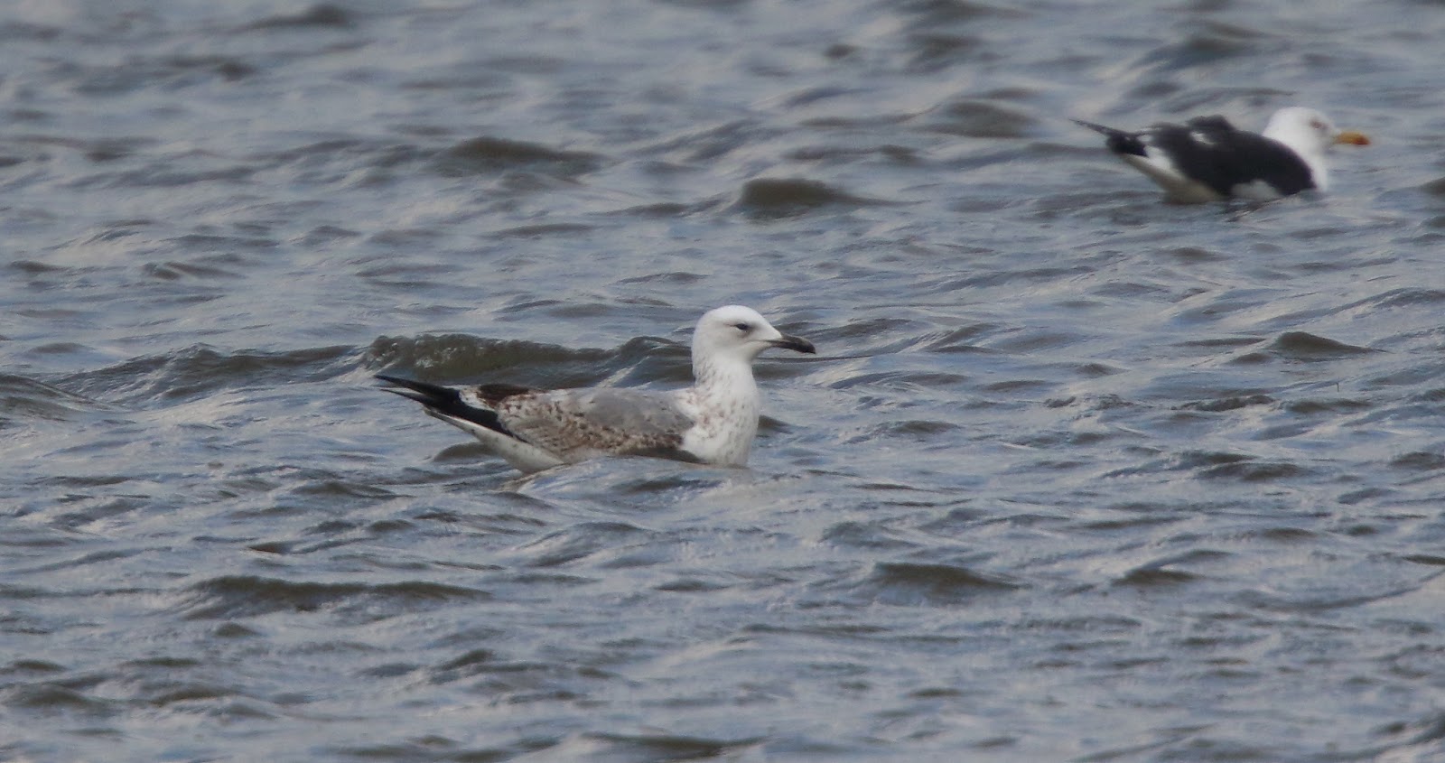 Mark's Wild Thyme Birding: A series of shots taken of a second winter ...