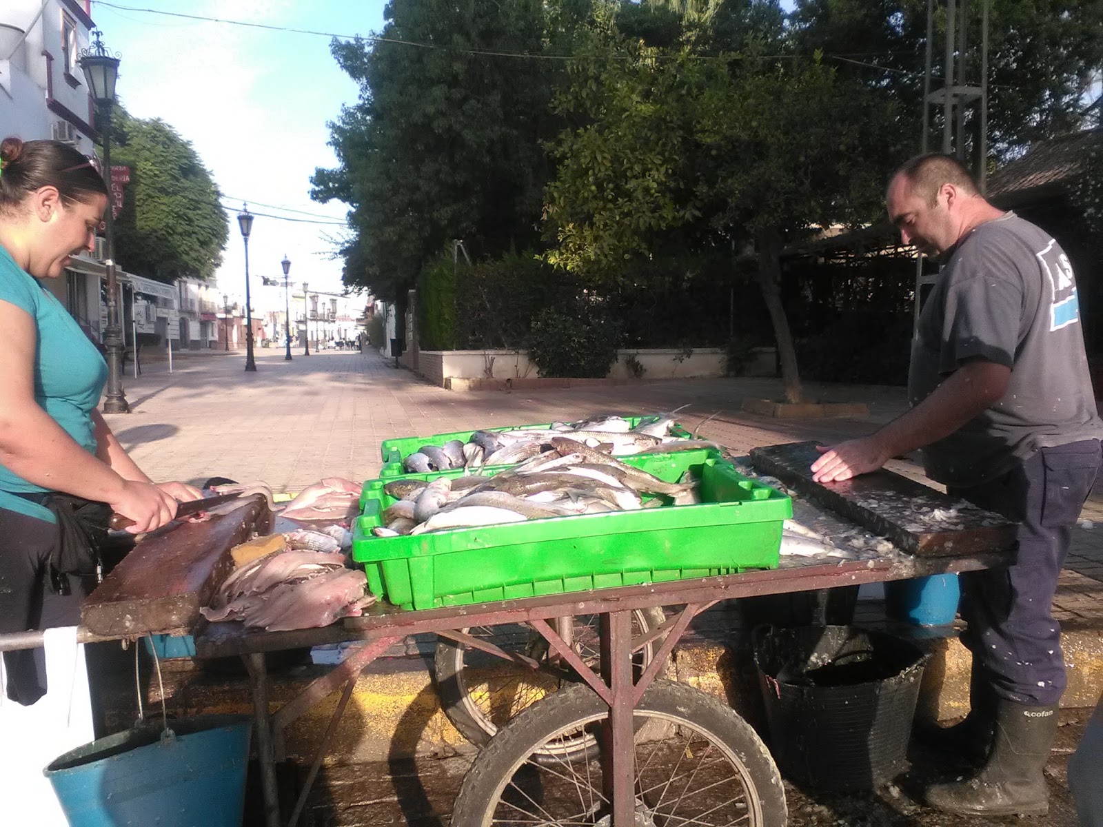 LISAS O ALBURES A LA ESPALDA CON AJADA