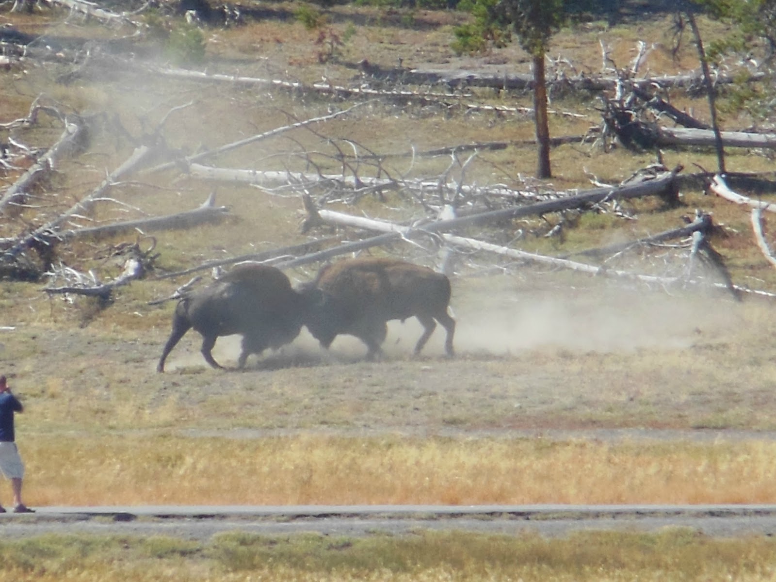 The Toast Family Blog: Welcome to Yellowstone! Pee-yew, whats that smell!?!