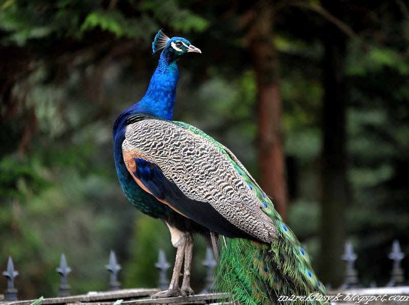 ...i to się nadaje do prasy...: Pawie....