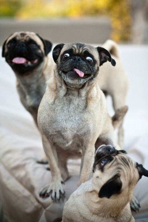 Zucchini Summer: Friday Funnies: Surprised Pugs
