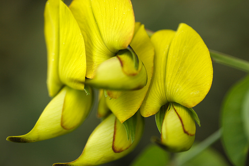 Flowers: Crotalaria