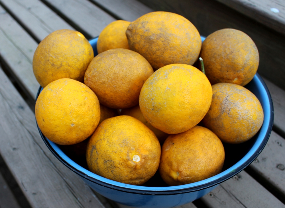 Our Little Homestead: When Life Gives You Lemons