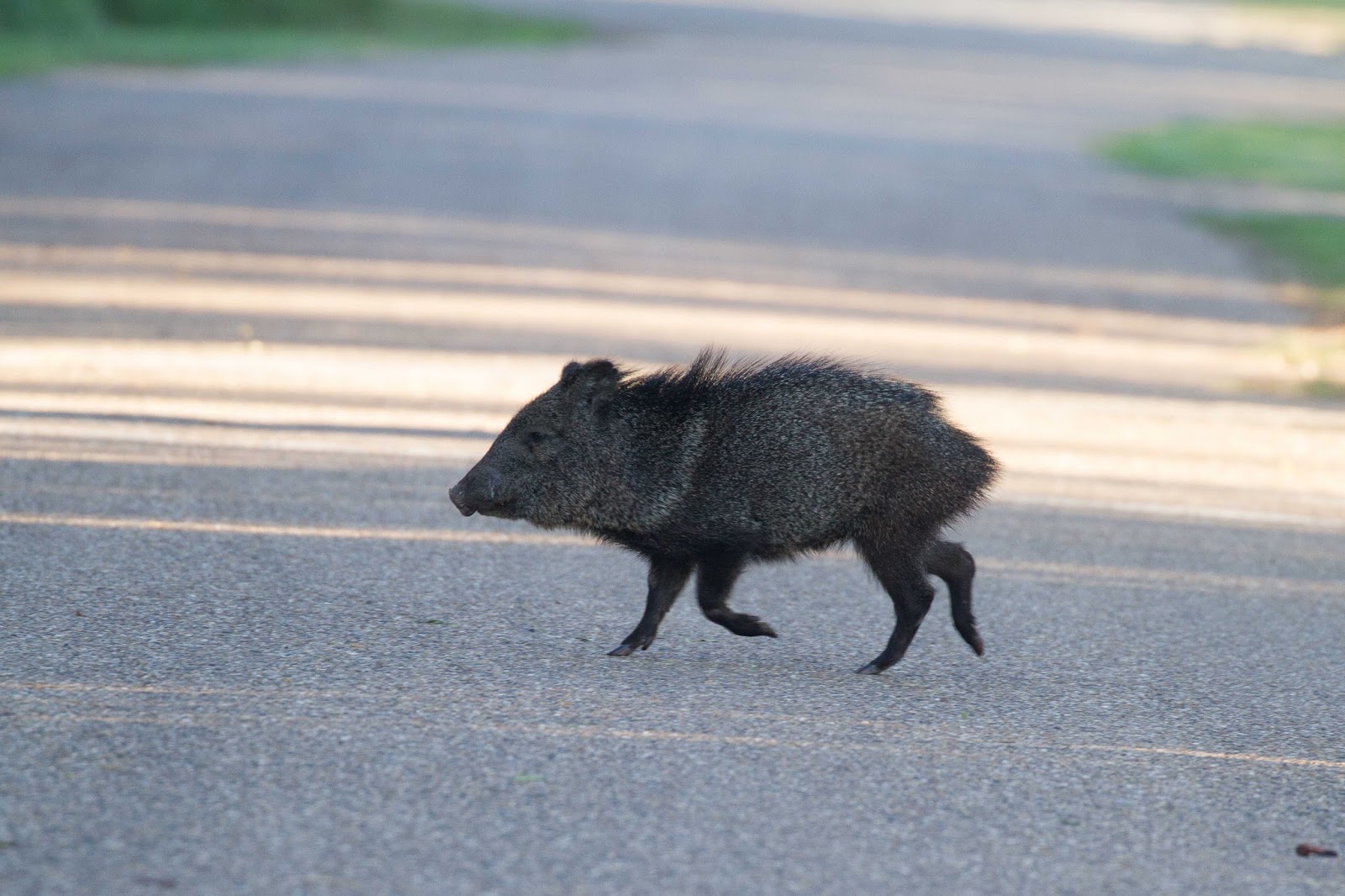Philly Bird Nerd : 2016
