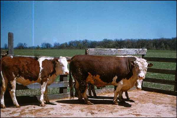 From Under the Willow: Old Dairy Cow