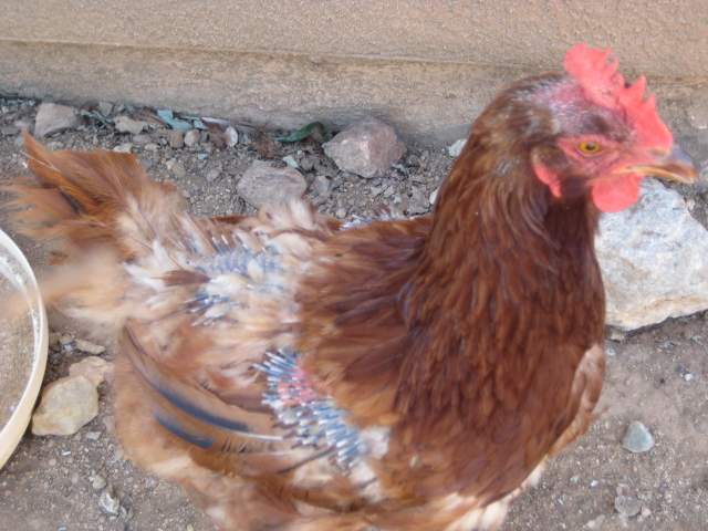 Self Reliant Network: Moulting - how, when and why chickens moult