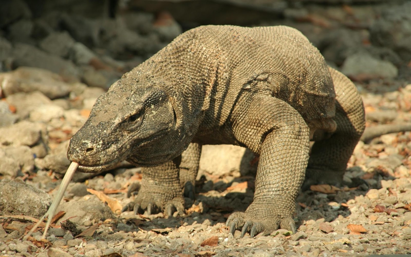Komodo Dragon - HD Wallpapers | Earth Blog