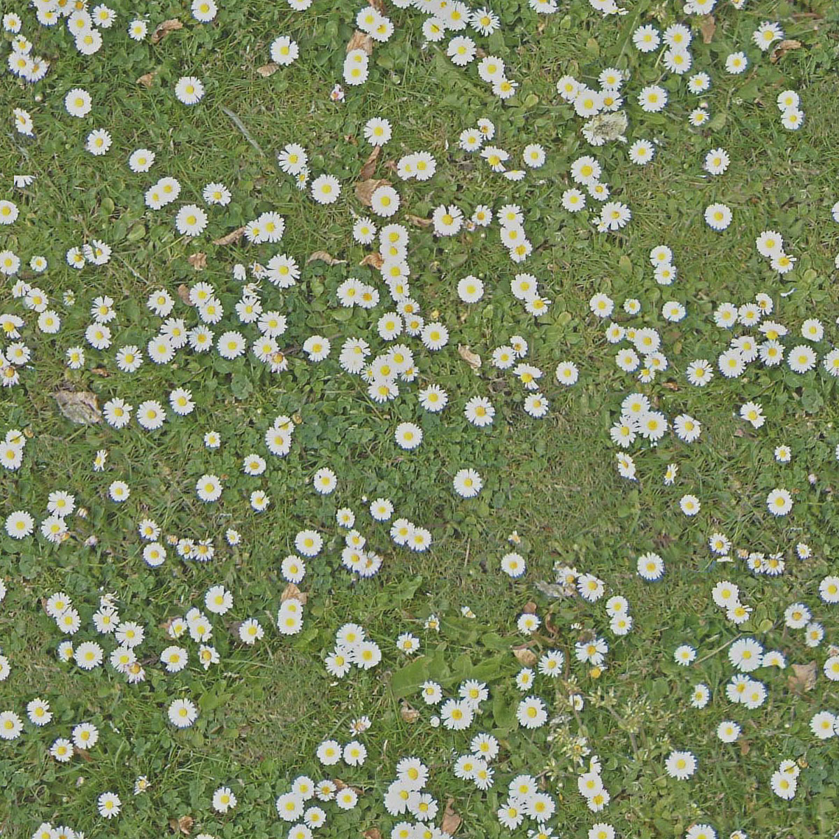 Seamless Grass with Marguerites Texture | Texturise Free Seamless ...