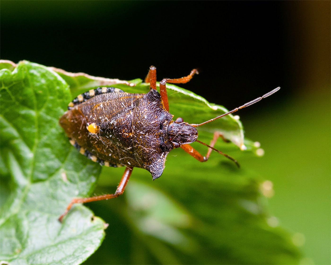 Bfb`s Outdoor Ramblings: Red Legged Shieldbug - Pentatoma rufipes