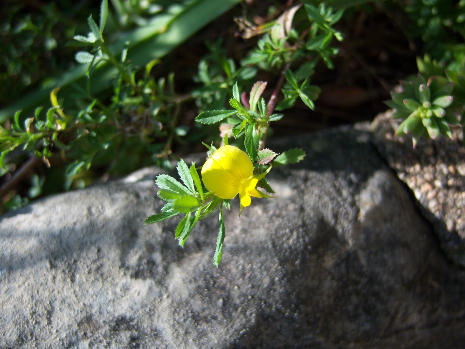 ONONIS MENOR - BOTÀNIC SERRAT