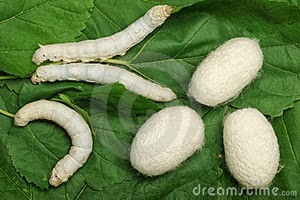 A história do bicho da seda. Como o bicho-da-seda faz a seda?