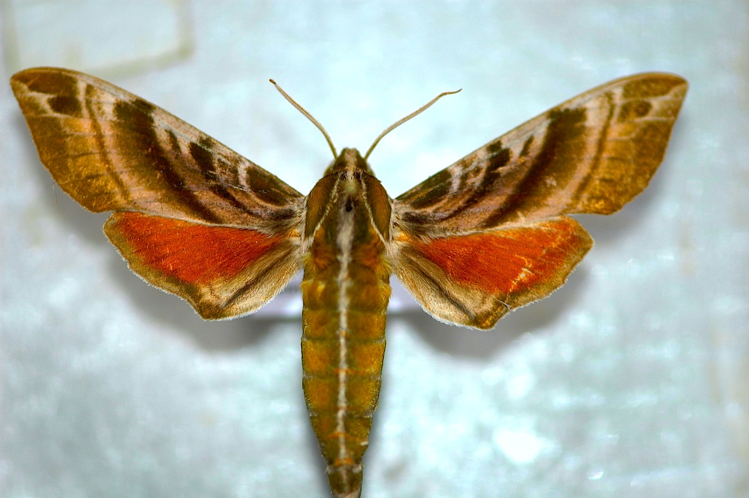 Field Biology in Southeastern Ohio: Sphinx Moths & Prominent Moths