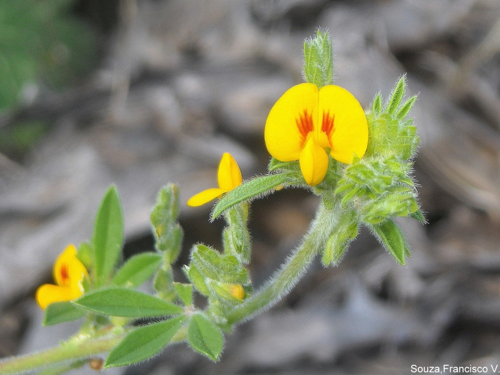 FAUNA E FLORA DO RN: abril 2016