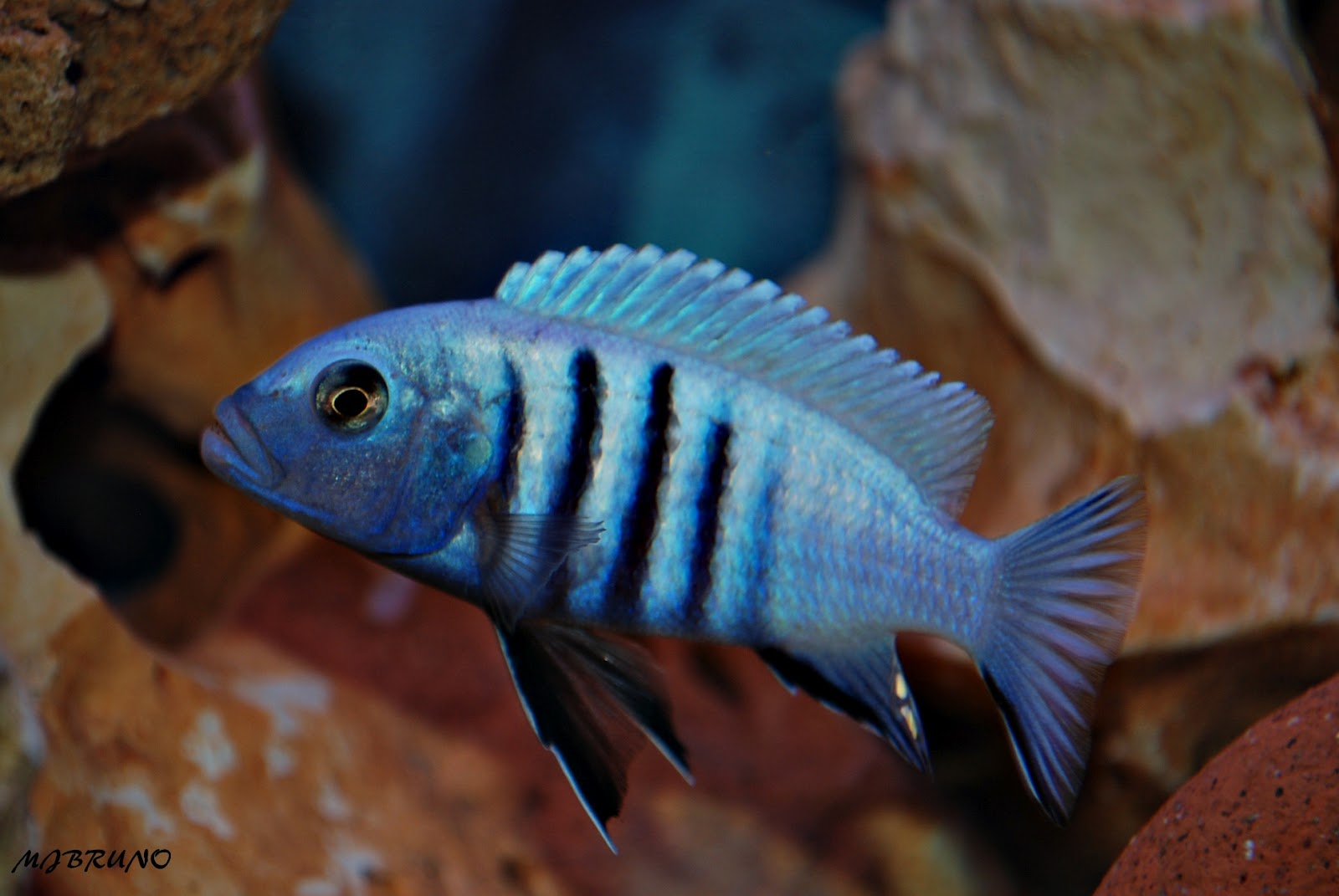 EL BLOG DE MIGUEL JUAN: PECES: CICLIDOS AFRICANOS