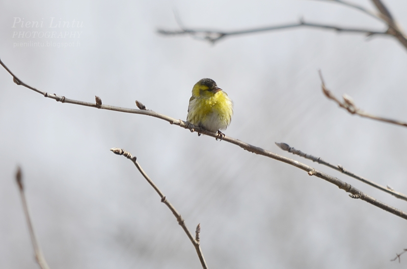 Pieni Lintu: Pikkulinnut