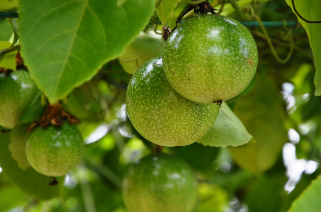 My little vegetable garden: Passion fruit / markisa update 3