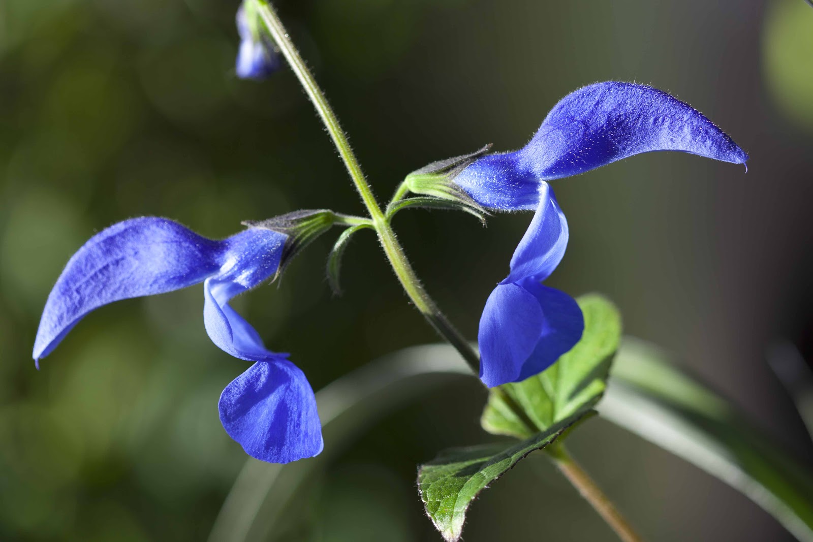 Garden Living: Salvia patens ’Guanajuato’