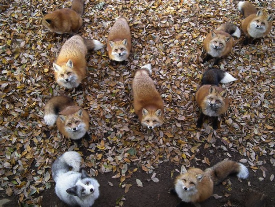 ELEMENTS-O-VISUAL THINKING: Funny Foxes