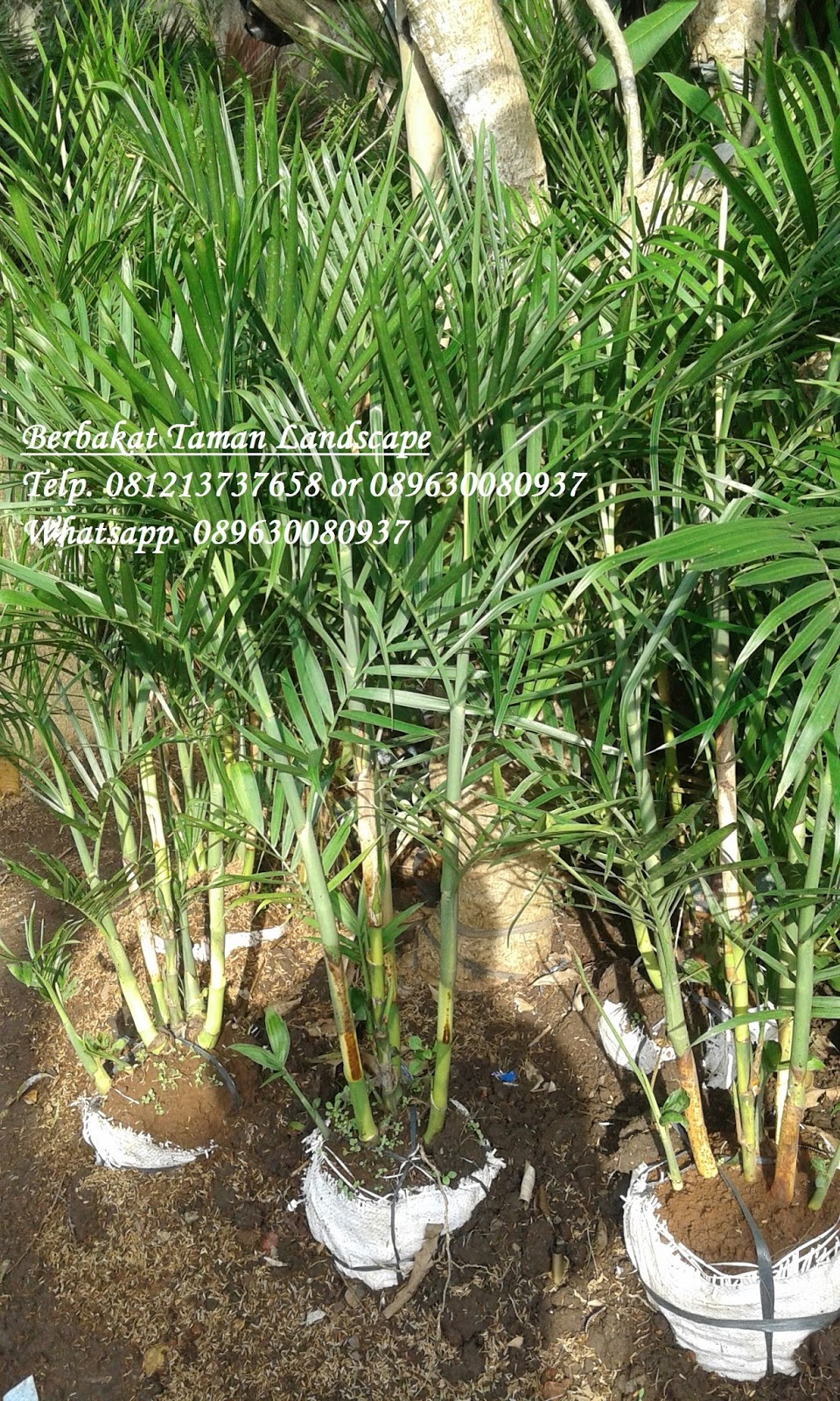 Jual Pohon Palem Komodoria | Commodore Palm | Pohon Palem Komodoria ...