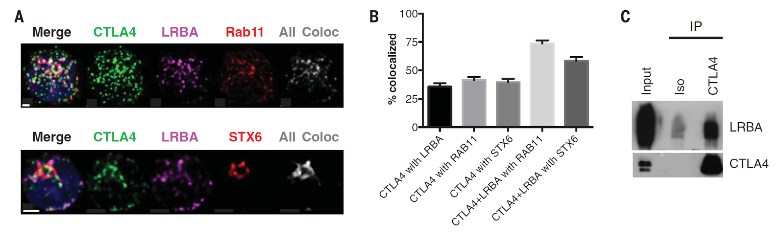 Stimulating CTLA4-Ig mimetic abatacept relieves autoimmune inflammation ...