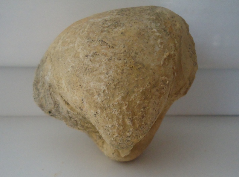 Fossils & Antiques: Fossil Sea Shell Mussel