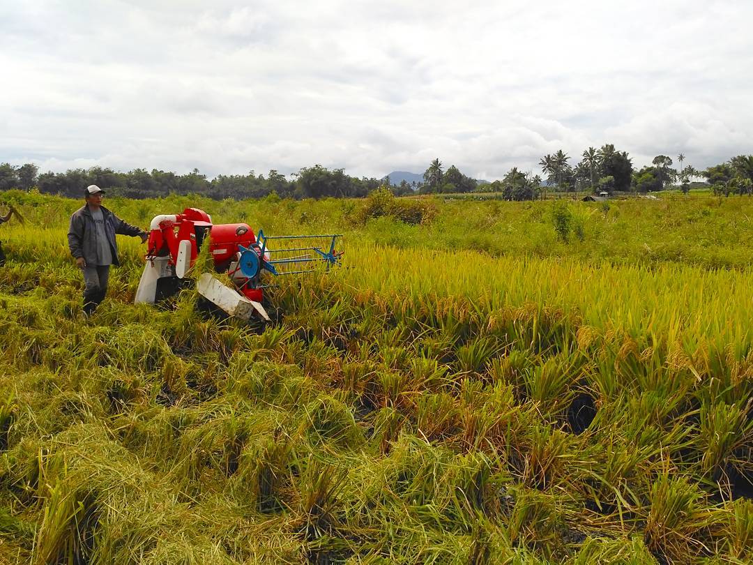 Petani Memotong Padi Dengan Mesin Pemotong ~ ORANG TOMPASO
