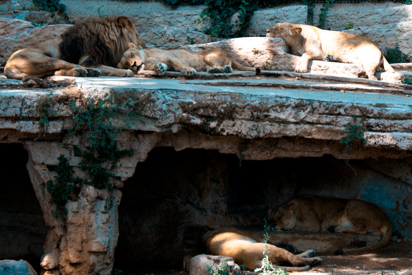 Milerenda: Más fotos del Zoo