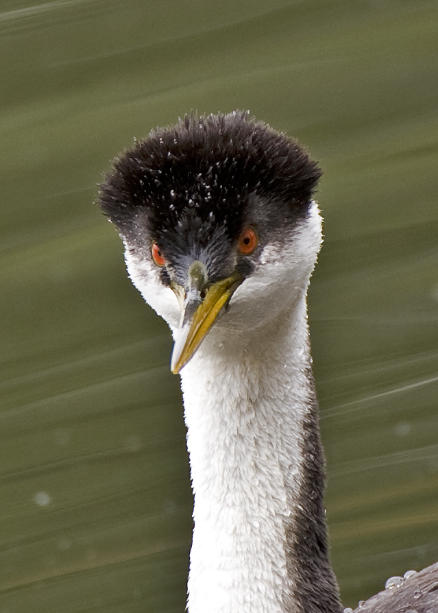 Shoreline Area News: For the Birds: Western Grebe- the “Swan Grebe”